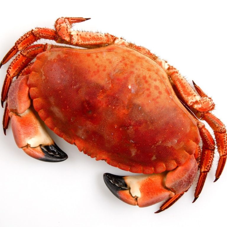 Tourteau cuit - L'écailler des vallées